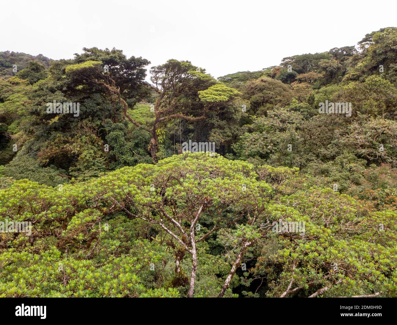 Jungle canopy tree rainforest hi-res stock photography and images - Alamy