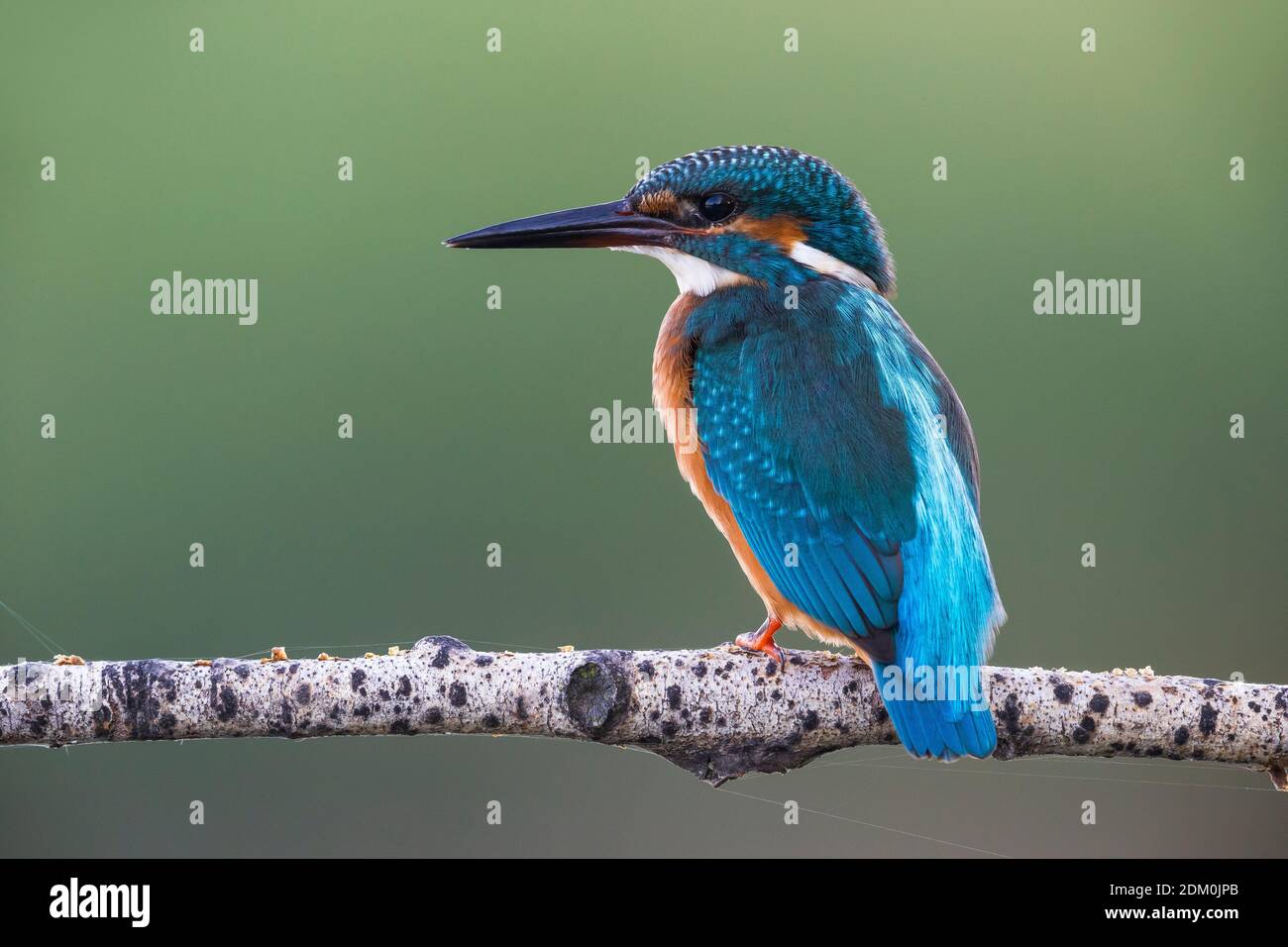 IJsvogel; Common Kingfisher Stock Photo - Alamy