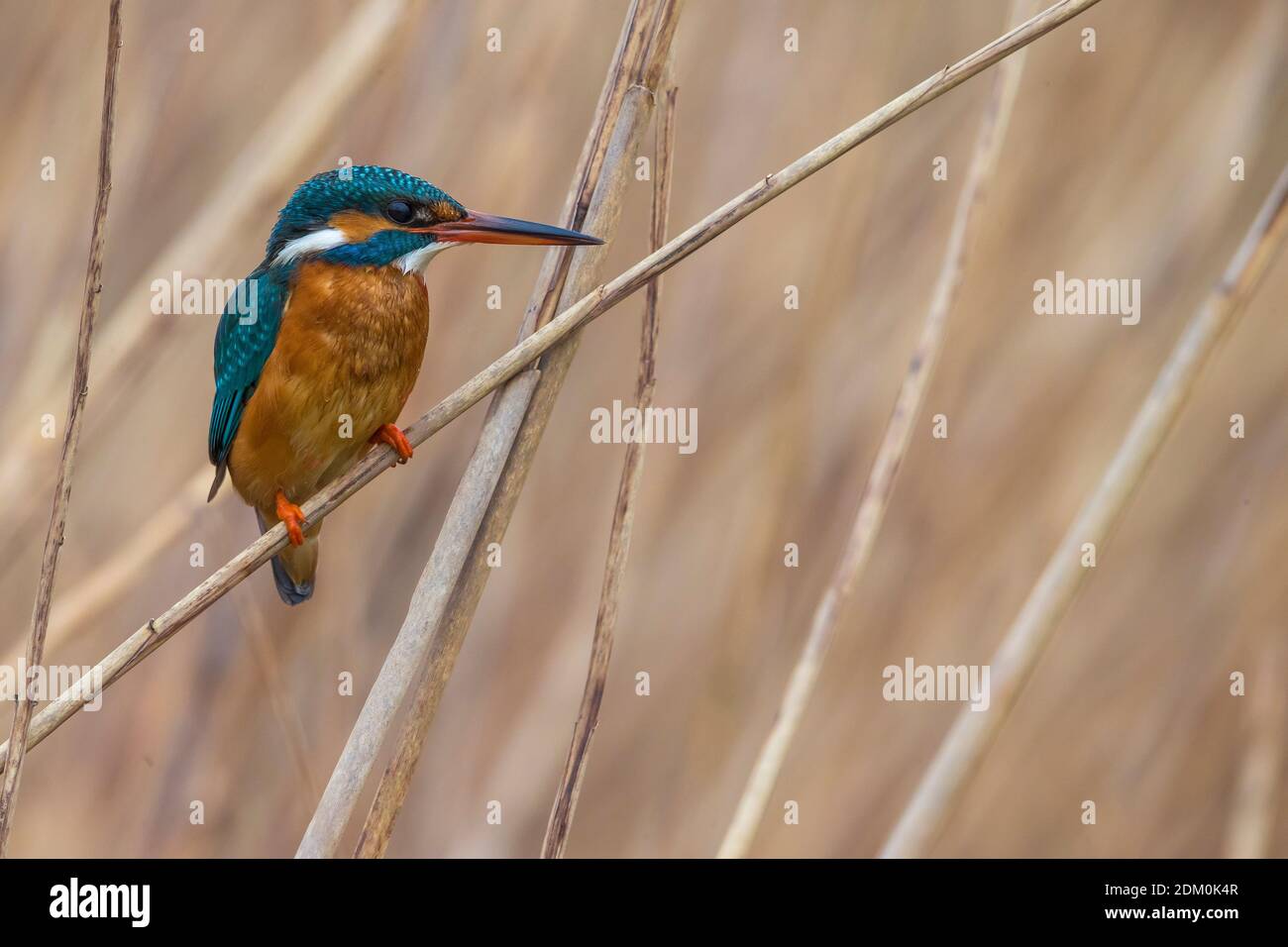 IJsvogel; Common Kingfisher Stock Photo - Alamy