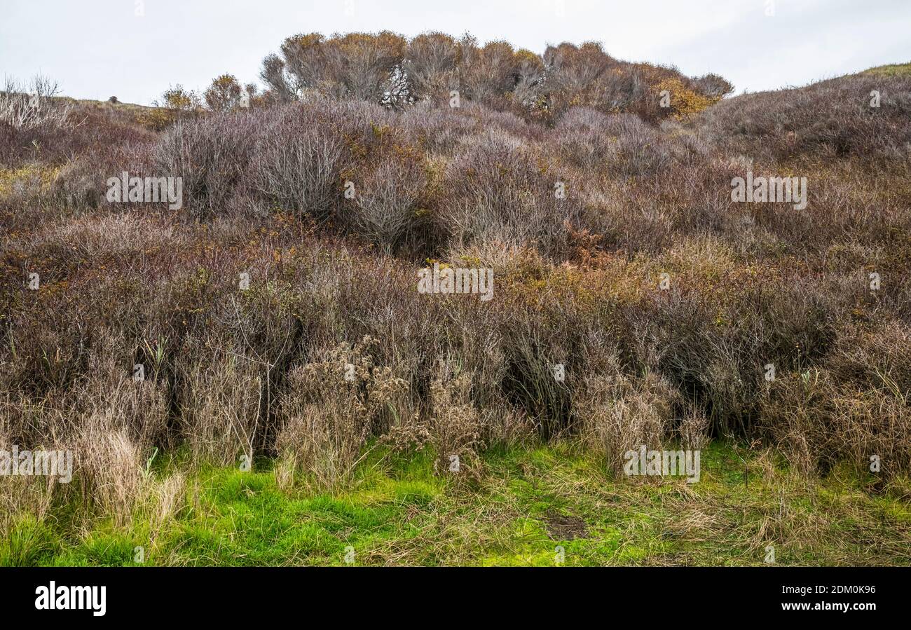 A hillside covered with a thicket of vegetation, American Camp National ...