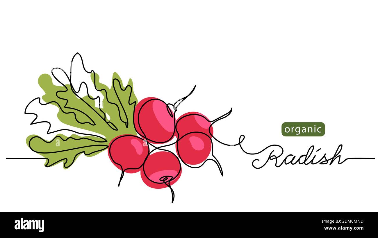 Red radish bundle, bunch. Vector illustration, label, background. One ...
