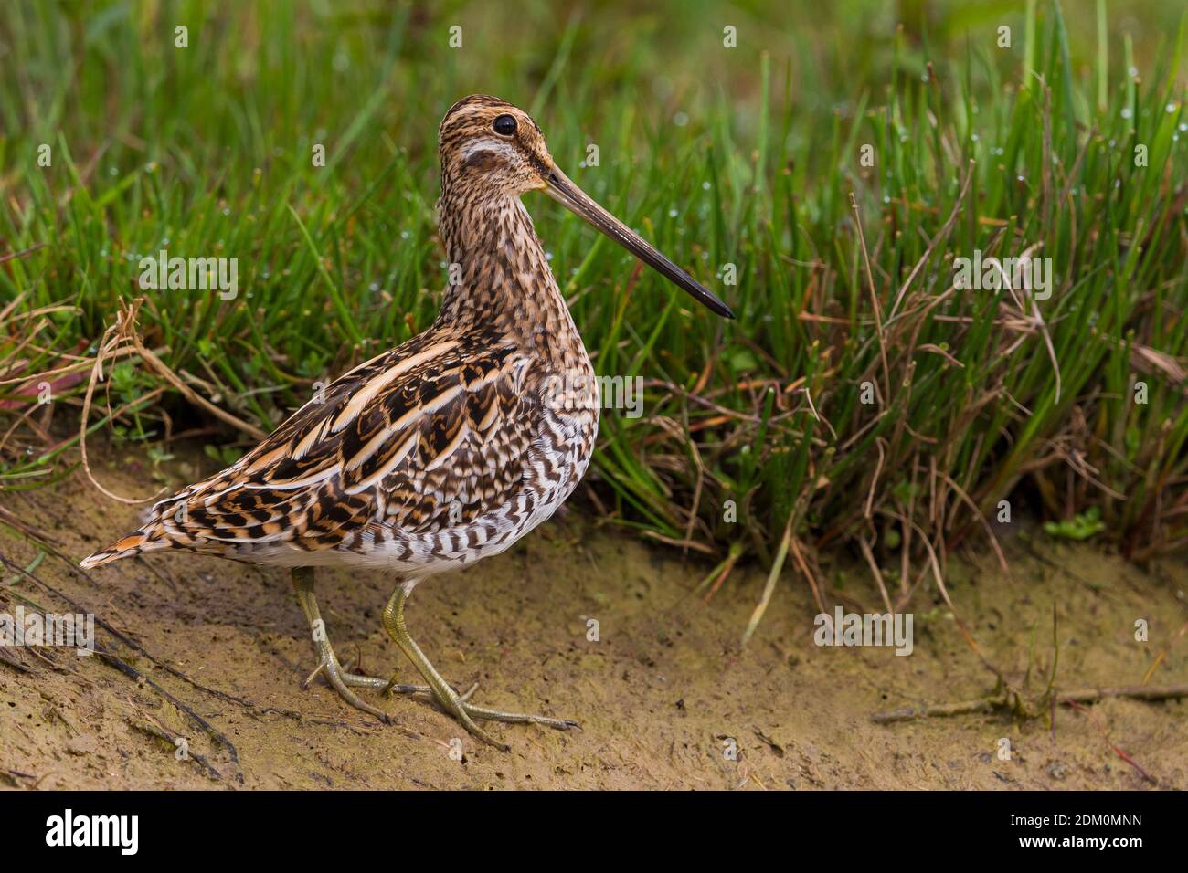 Watersnip; Common Snipe Stock Photo - Alamy