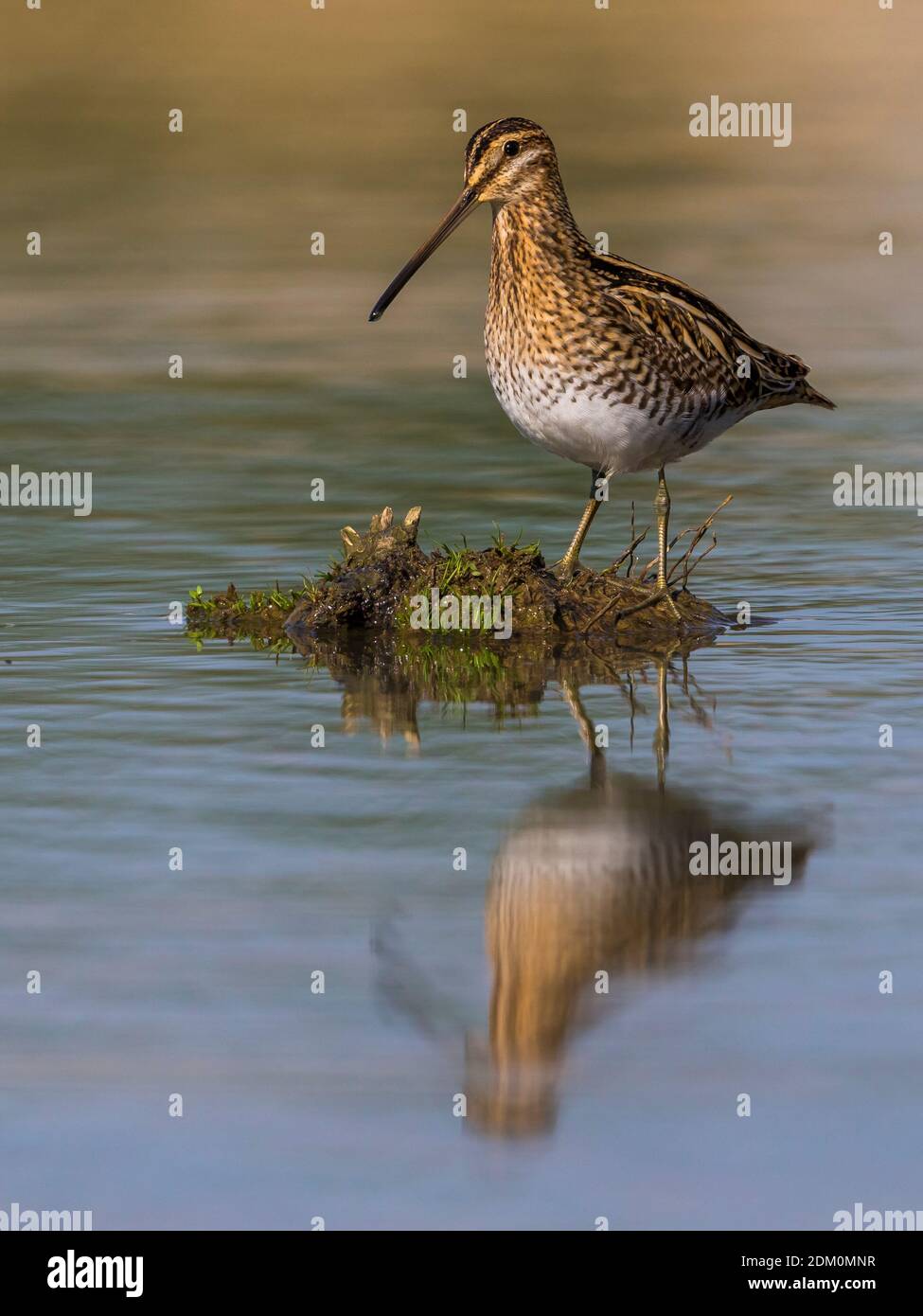 Watersnip, Common Snipe Stock Photo - Alamy