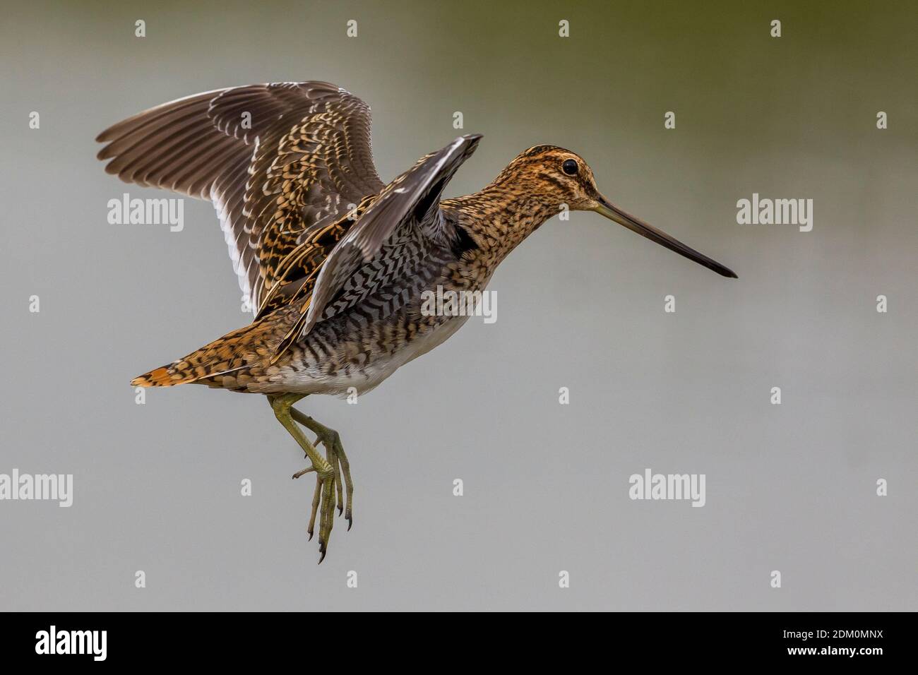 Watersnip in vlucht, Common Snipe in flight Stock Photo - Alamy