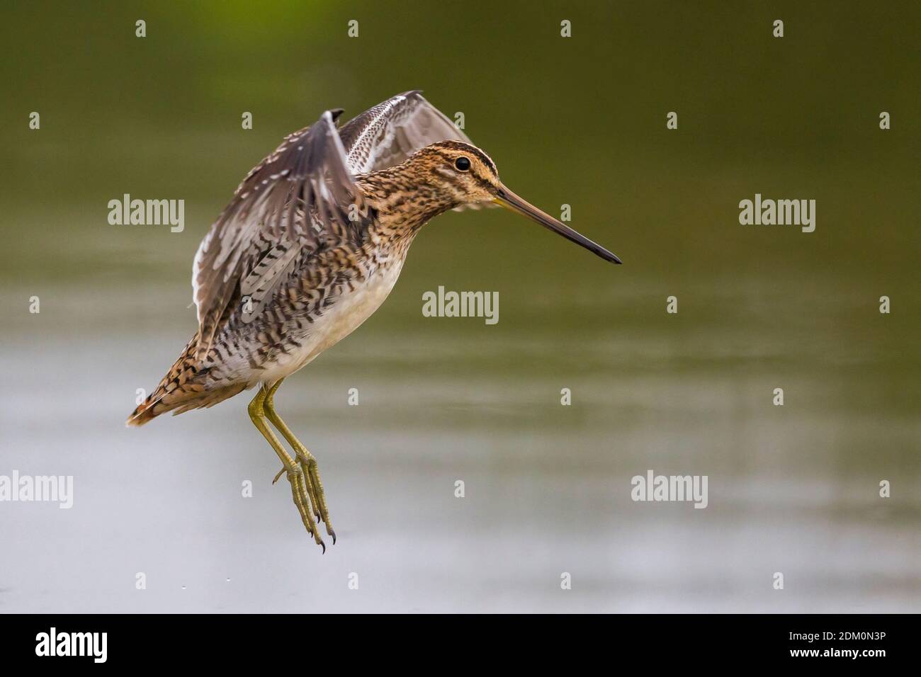 Watersnip in vlucht, Common Snipe in flight Stock Photo - Alamy