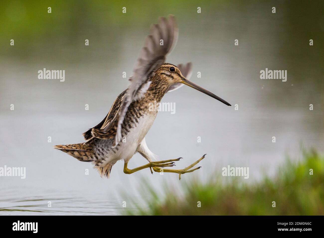 Watersnip in vlucht, Common Snipe in flight Stock Photo - Alamy