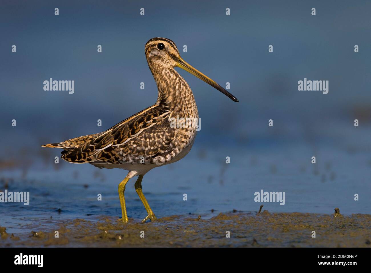 Watersnip, Common Snipe Stock Photo - Alamy