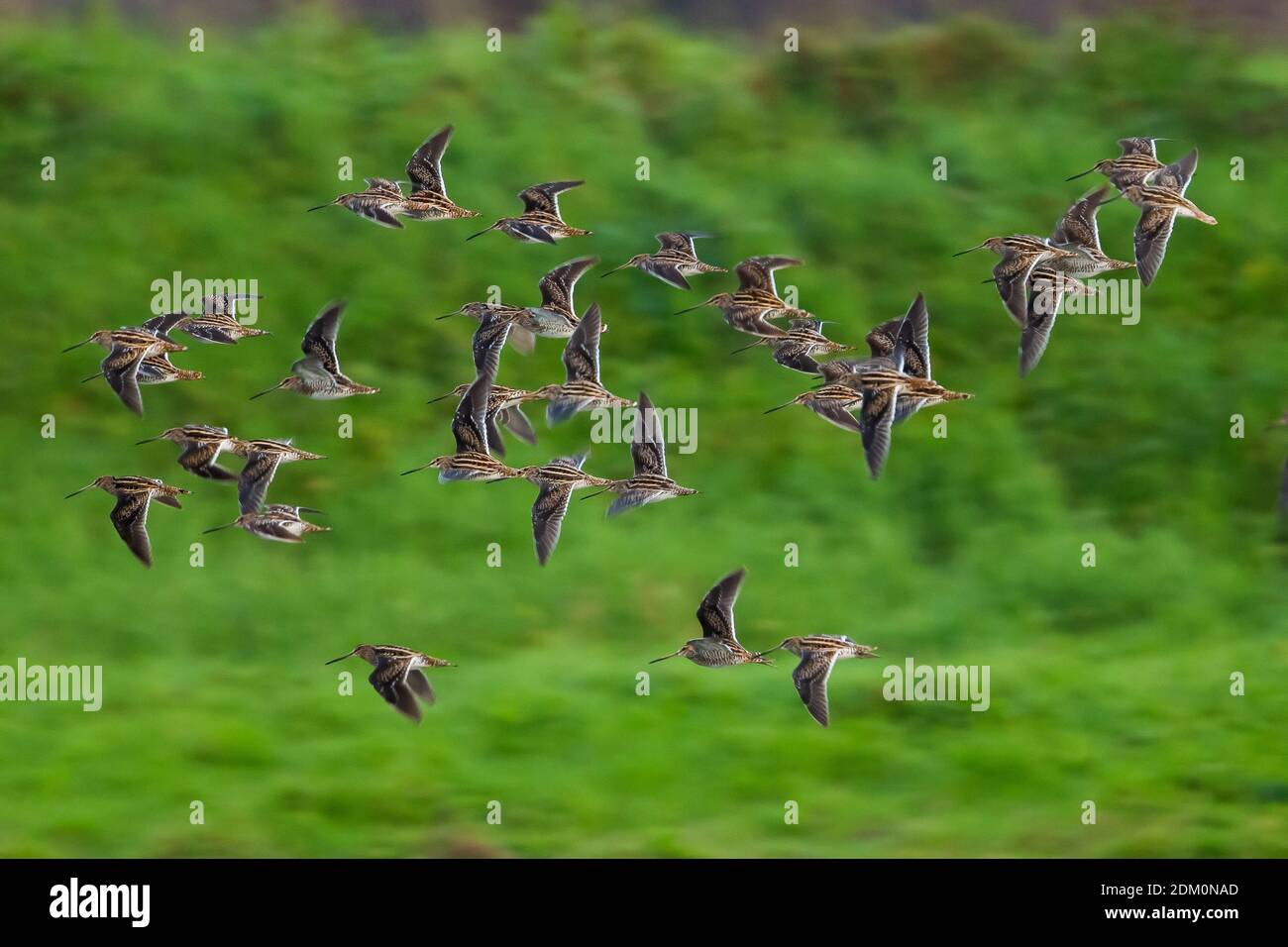 Watersnip in vlucht, Common Snipe in flight Stock Photo - Alamy