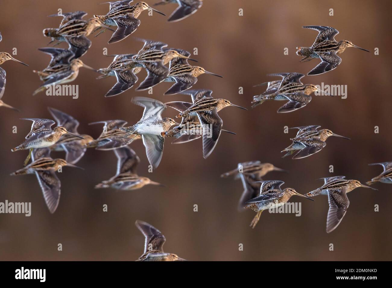 Watersnip in vlucht, Common Snipe in flight Stock Photo - Alamy