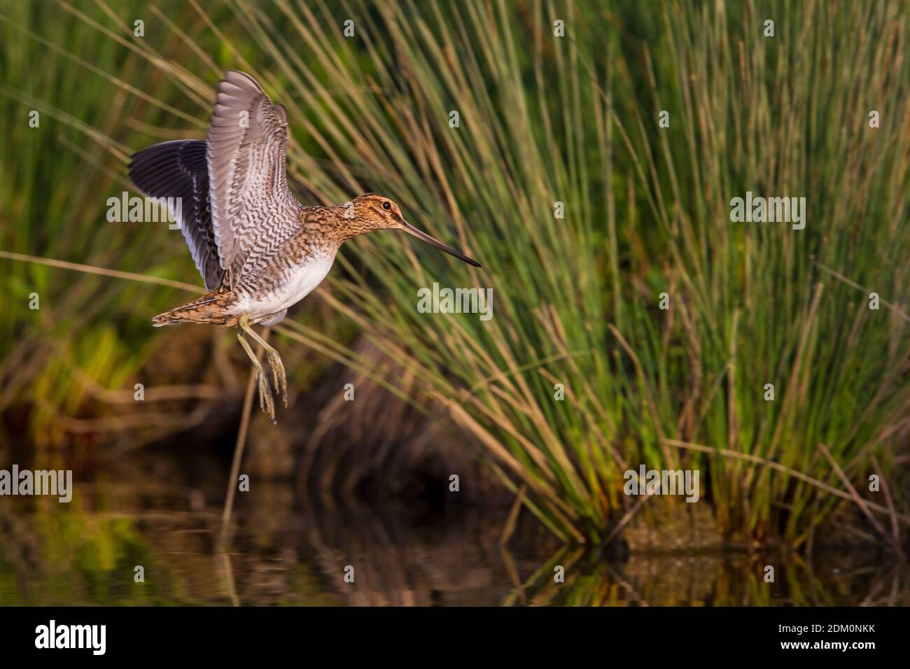 Watersnip in vlucht, Common Snipe in flight Stock Photo - Alamy