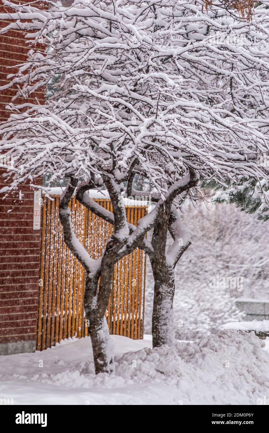 Winter Scenes In Canada