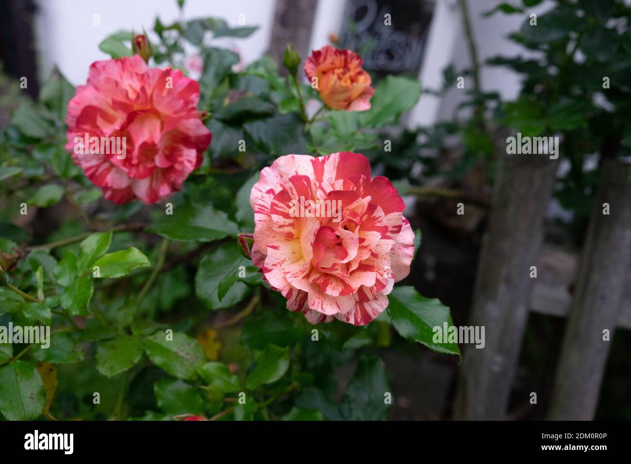 Painter Rose 'Edgar Degas' with ever changing petals Stock Photo - Alamy