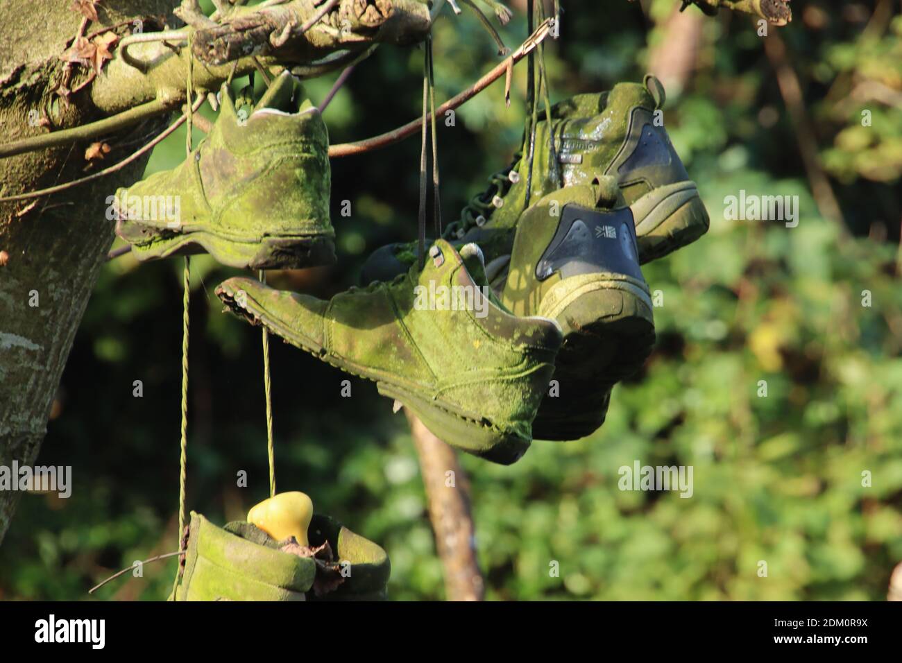 Several pairs of old algae covered boots hanging in a tree Stock Photo ...