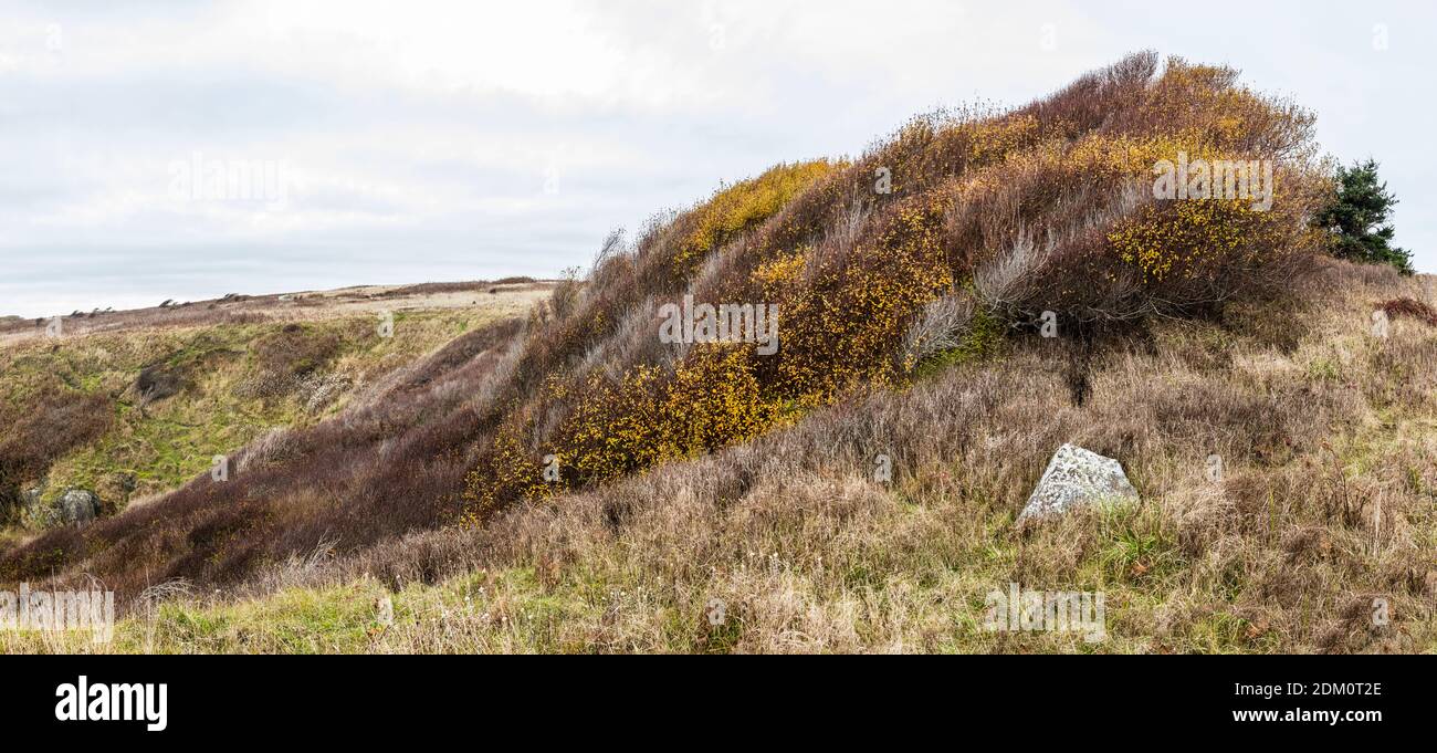 A thicket of small trees sweeps up a hillside in American Camp National ...
