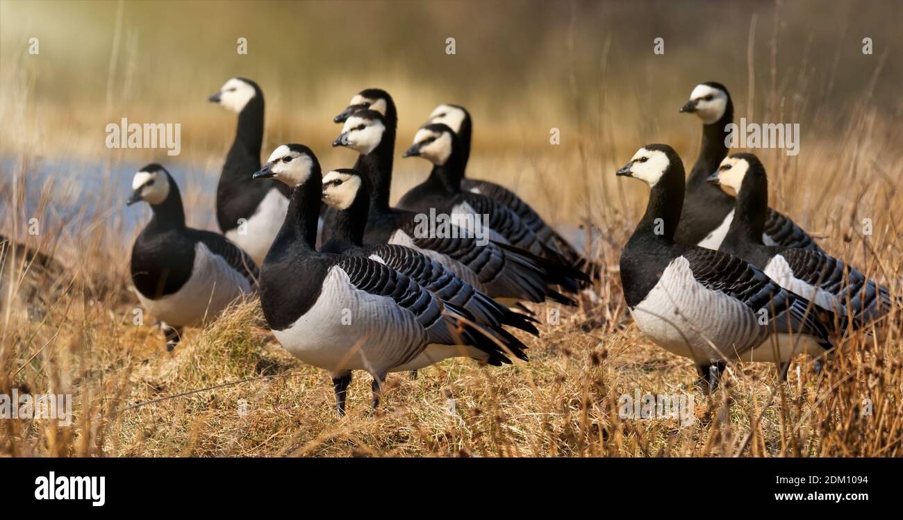 Young barnacle goose hi-res stock photography and images - Alamy