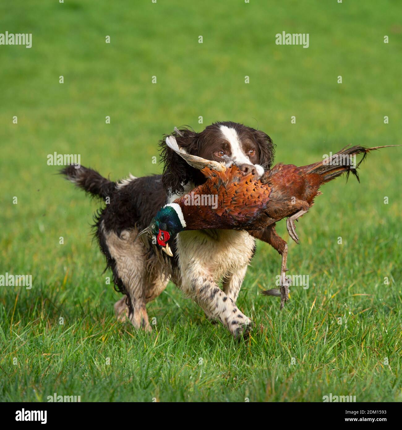 English springer spaniel retrieving bird hi-res stock photography and ...