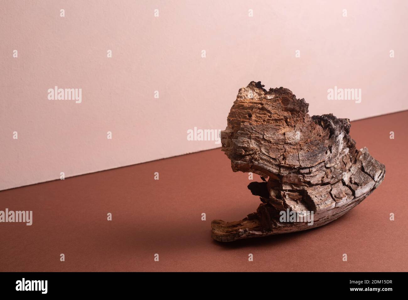 Brown tree bark piece hi-res stock photography and images - Alamy