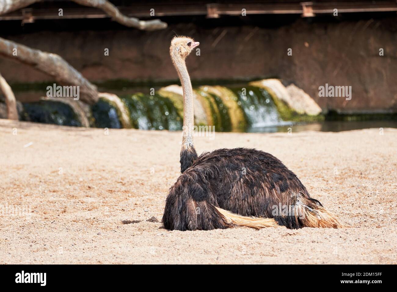 A beautiful ostrich sitting on the ground in a zoo in Valencia, Spain ...