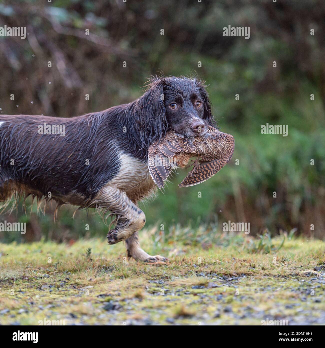 English springer retrieving bird adult hi-res stock photography and ...