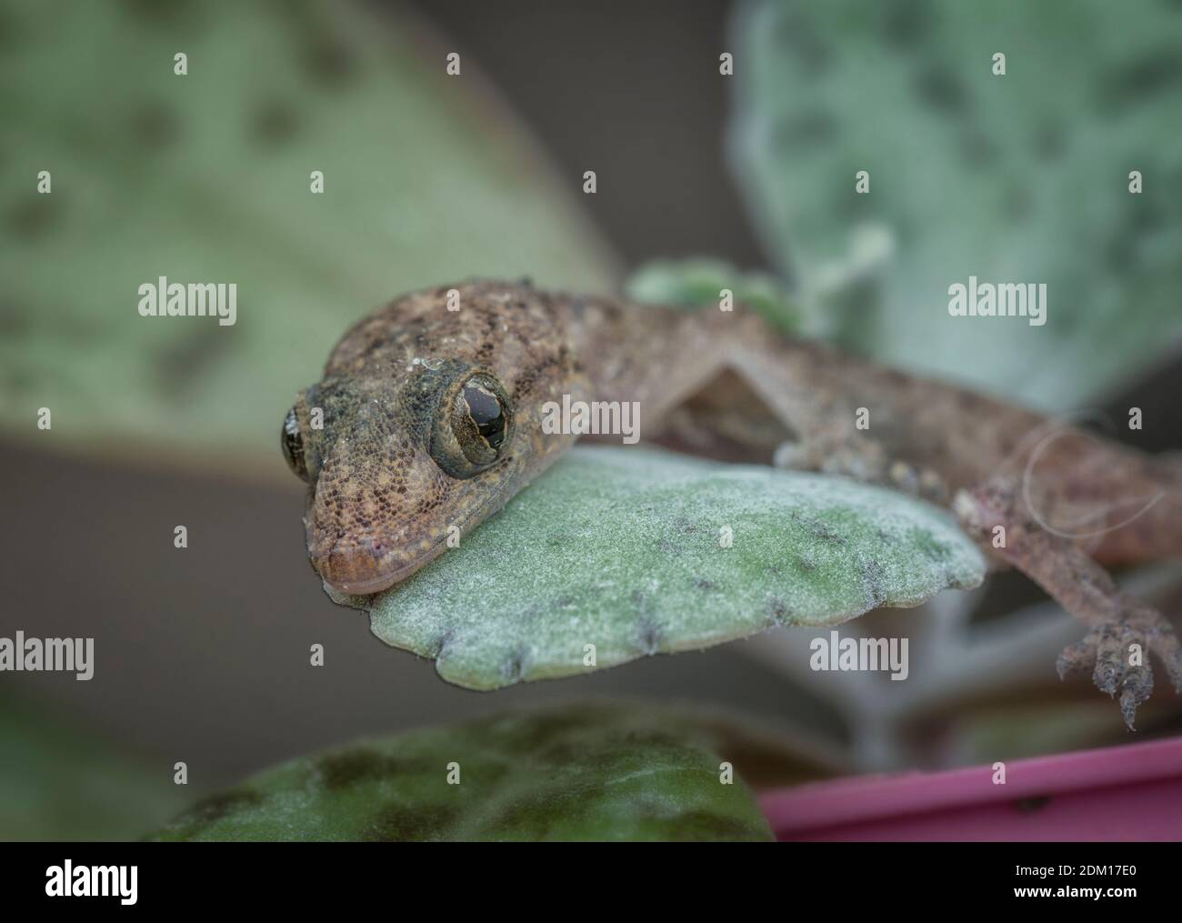 Baby Common Wall Lizard High Resolution Stock Photography and Images ...
