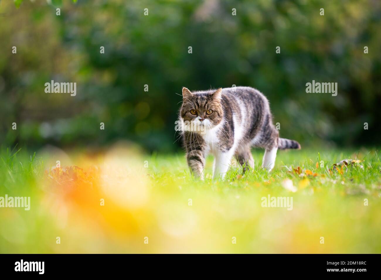 tabby white british shorthair cat on the prowl walking on grass looking ...