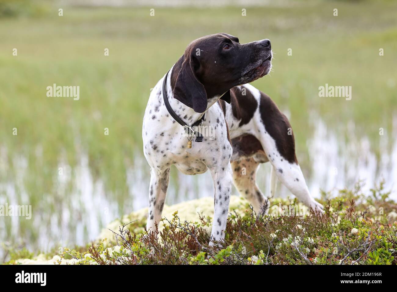 Dog english pointer hunting in the mountains Stock Photo - Alamy