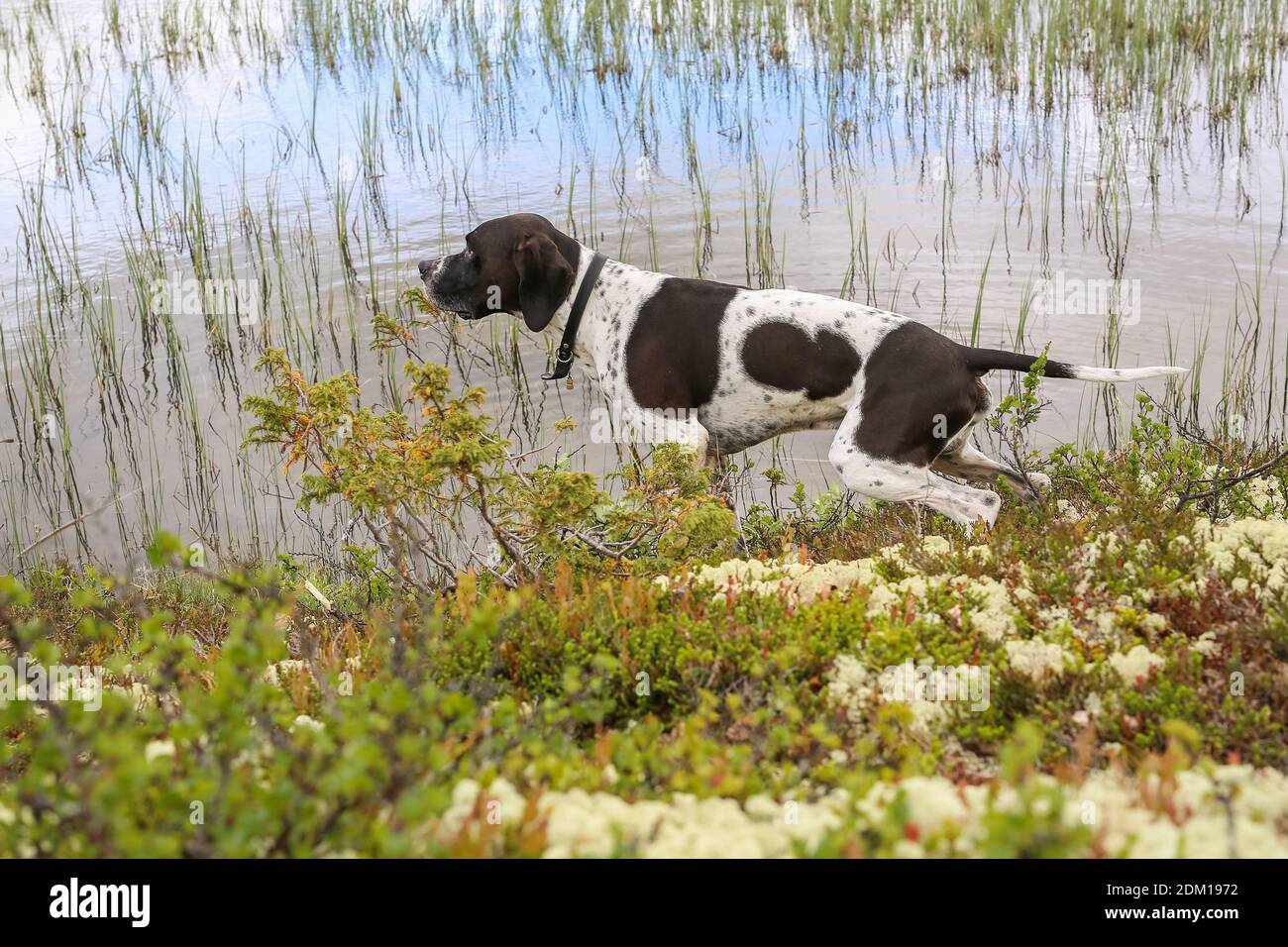 Dog english pointer hunting on the swamp Stock Photo - Alamy