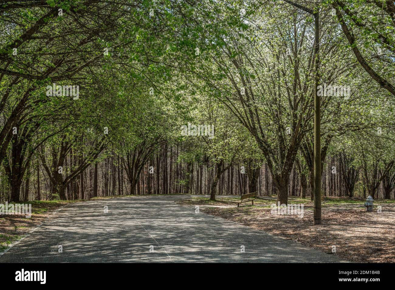 A stroll through the park with new foliage on the white flowering trees ...