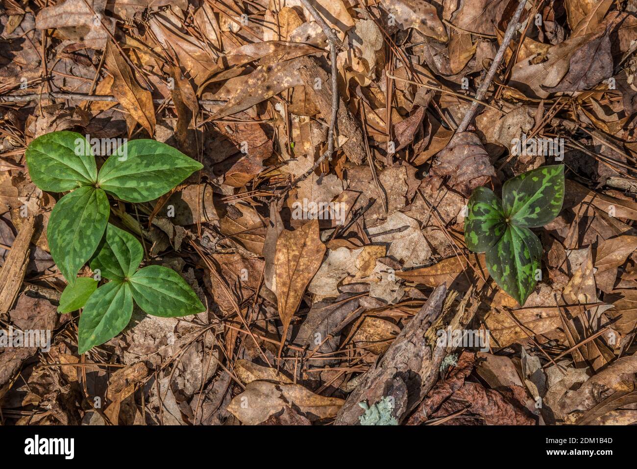 Looking down on a few small wild trilliums that emerged on the forest ...