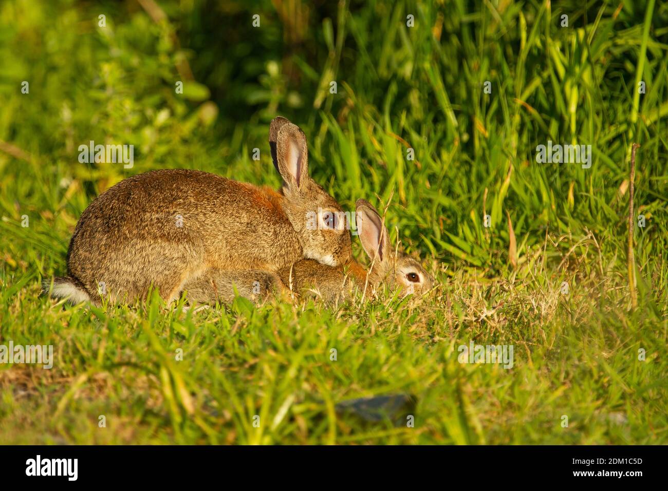 Conejo oryctolagus hi-res stock photography and images - Alamy