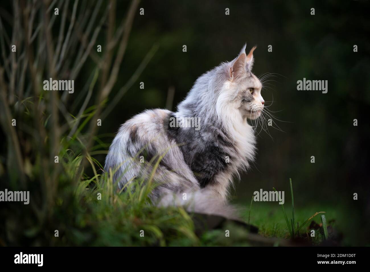 profile side view of a beautiful black torbie silver highwhite maine ...