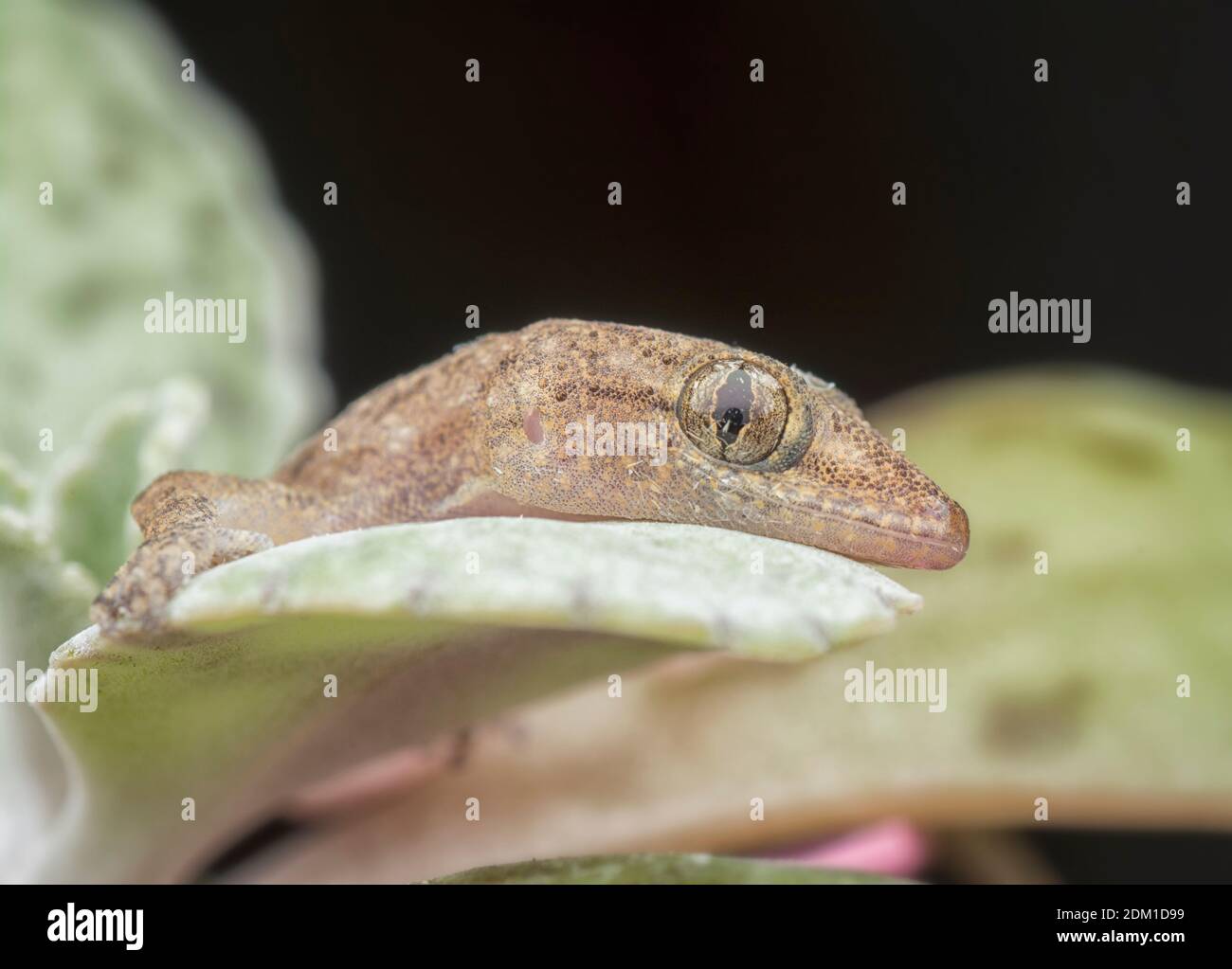 Baby Common Wall Lizard High Resolution Stock Photography and Images ...