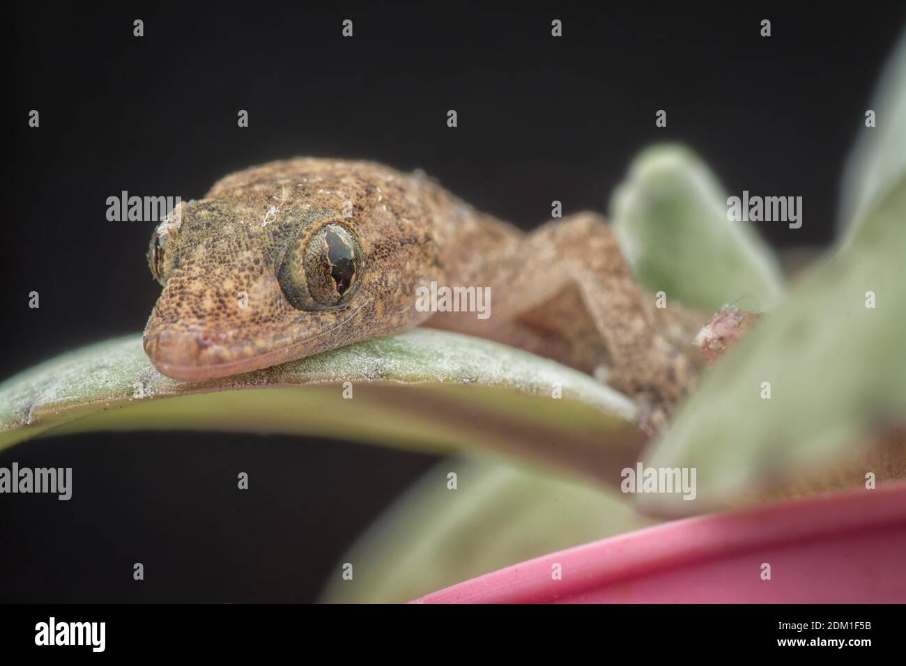 Baby Common Wall Lizard High Resolution Stock Photography and Images ...
