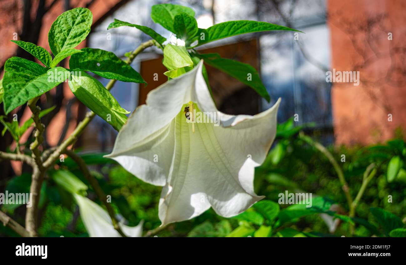 Tree In Private Garden High Resolution Stock Photography and Images - Alamy