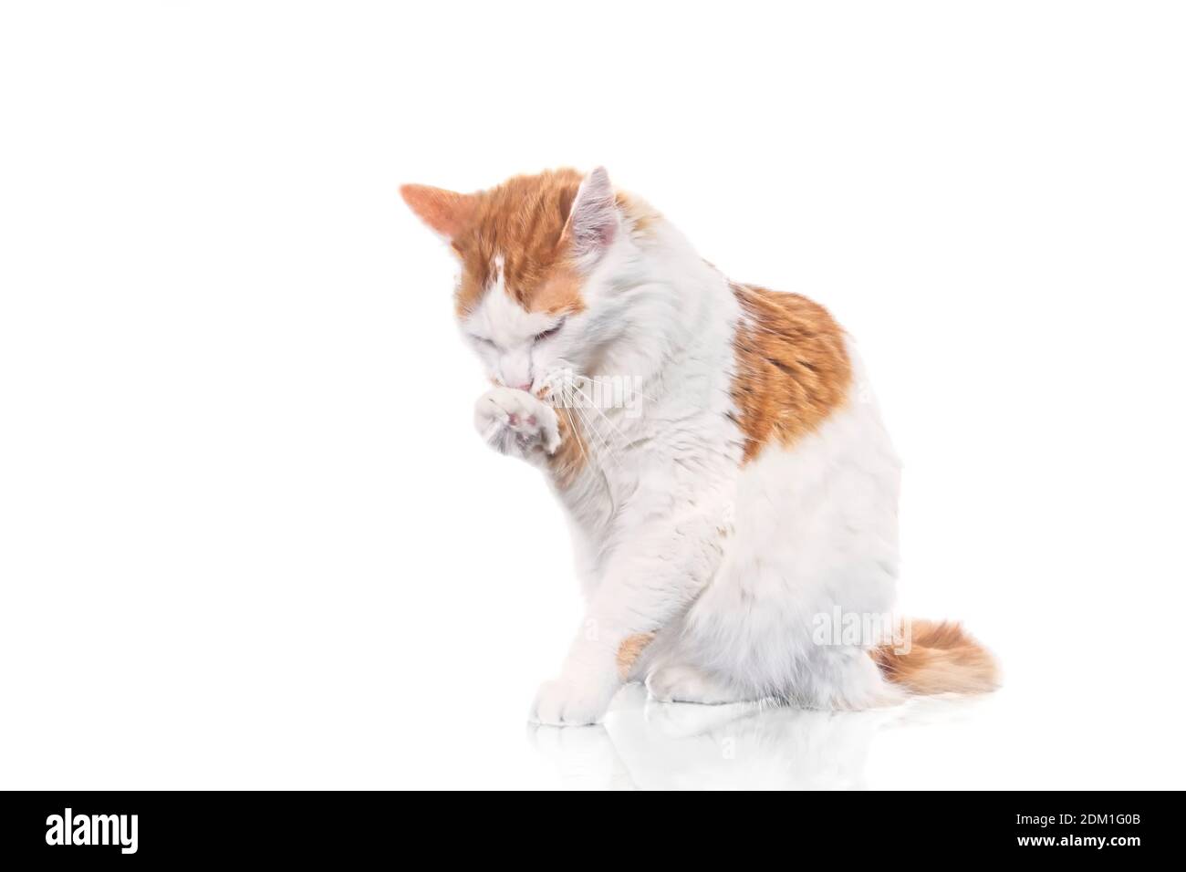 Cat washing itself hi-res stock photography and images - Alamy