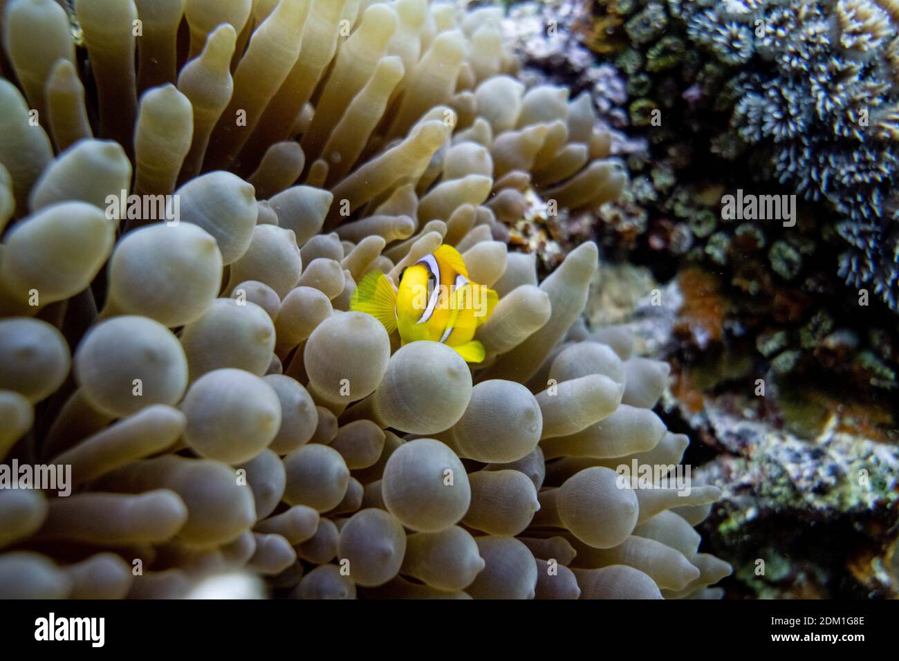 A close up shot of a cute little Clownfish swimming in the ocean Stock ...