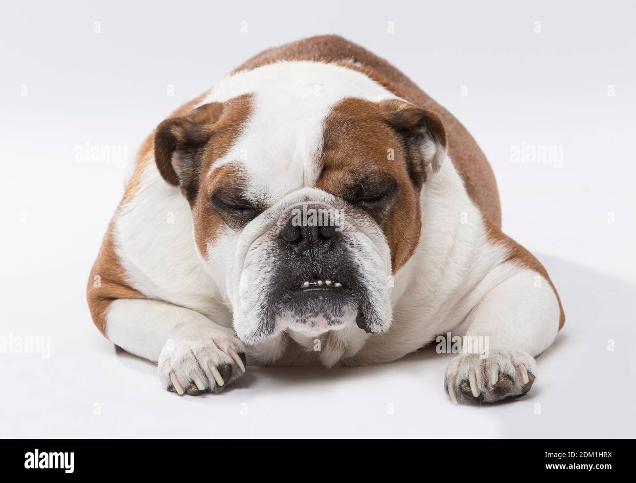 Are Bulldogs Agressive