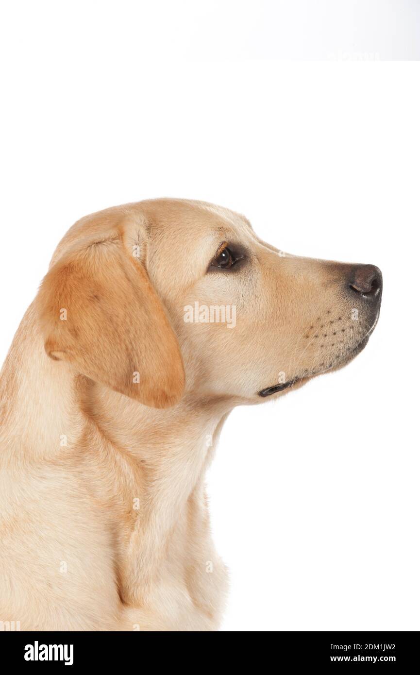 Beautiful Labrador retriever, champagne colored, isolated on white ...