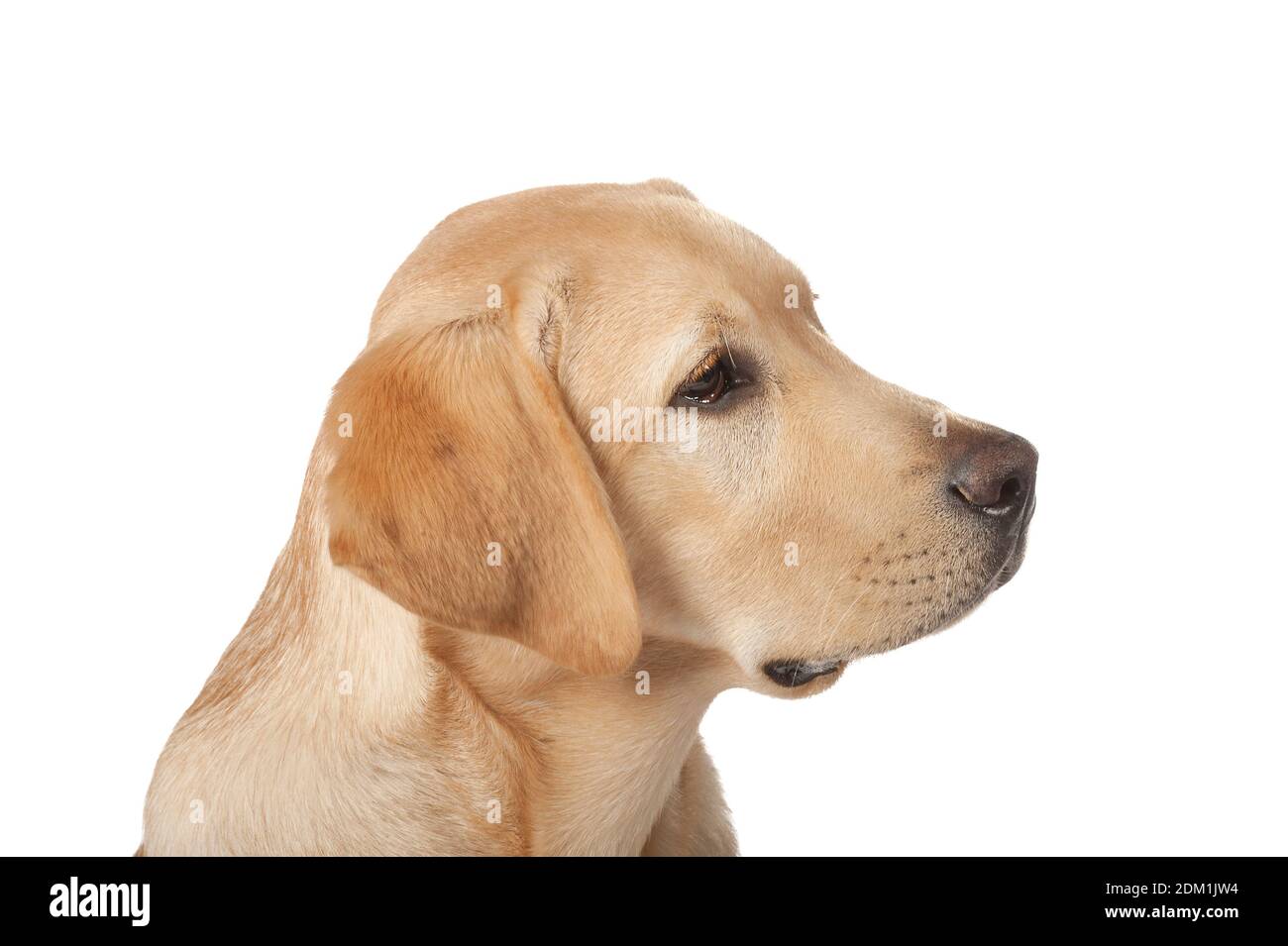 Beautiful Labrador retriever, champagne colored, isolated on white ...
