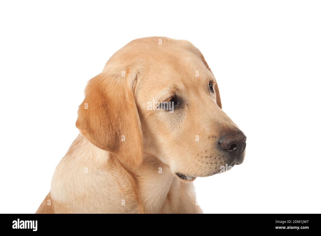 Beautiful Labrador retriever, champagne colored, isolated on white ...
