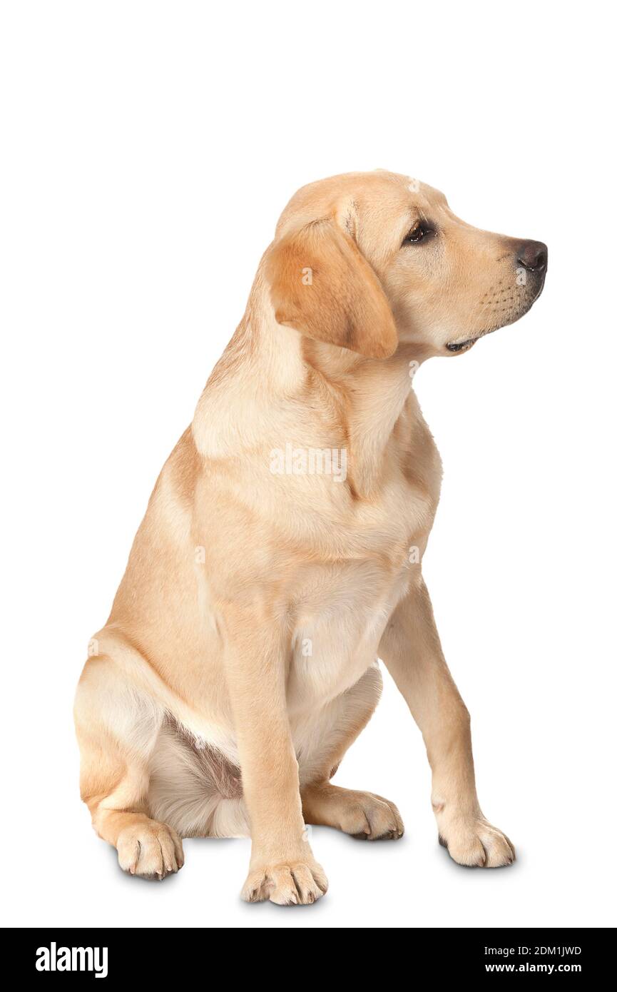 Beautiful Labrador retriever, champagne colored, isolated on white ...