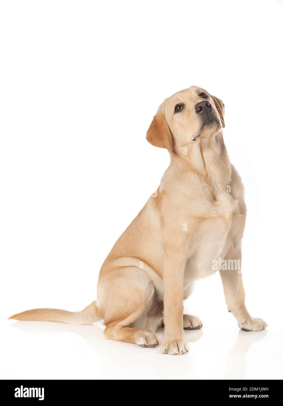Beautiful Labrador retriever, champagne colored, isolated on white ...