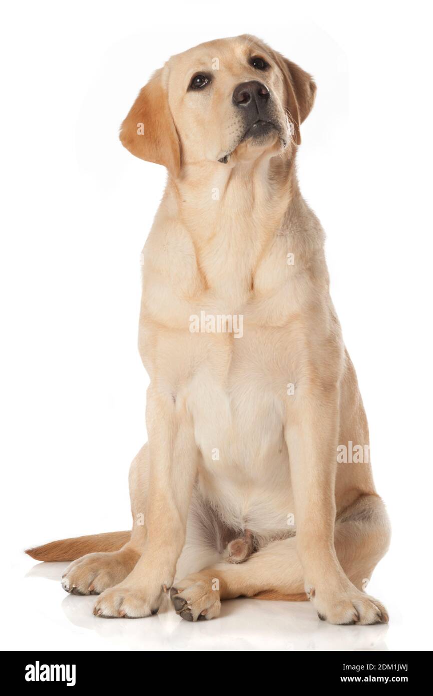 Beautiful Labrador retriever, champagne colored, isolated on white ...