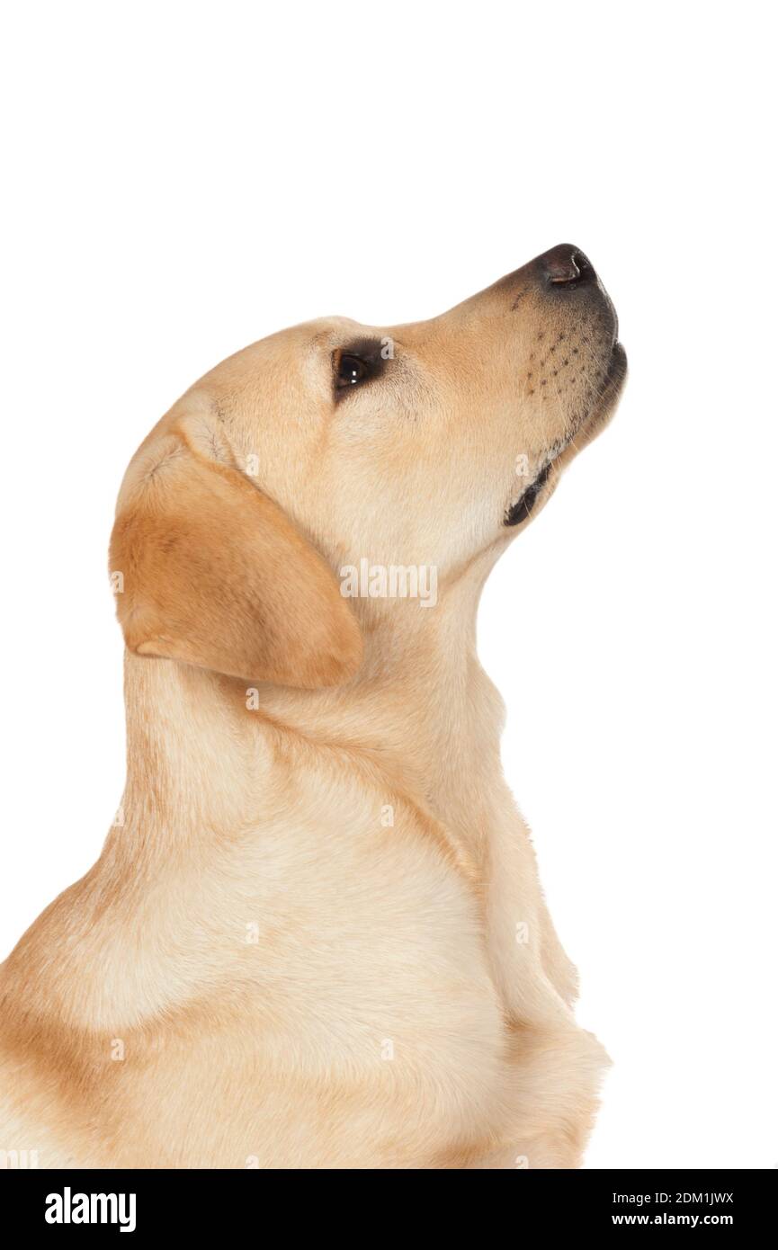 Beautiful Labrador retriever, champagne colored, isolated on white ...