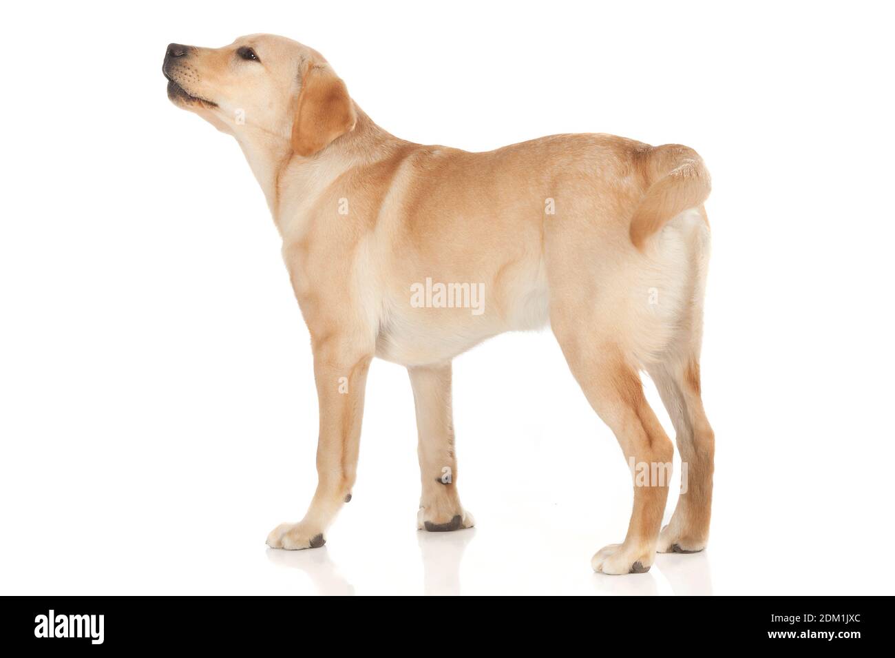 Beautiful Labrador retriever, champagne colored, isolated on white ...