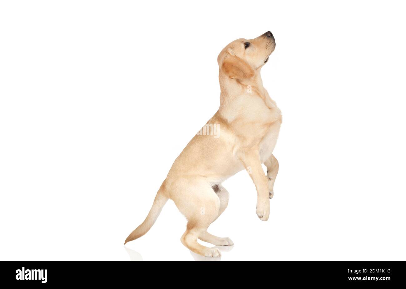 Beautiful Labrador retriever, champagne colored, isolated on white ...