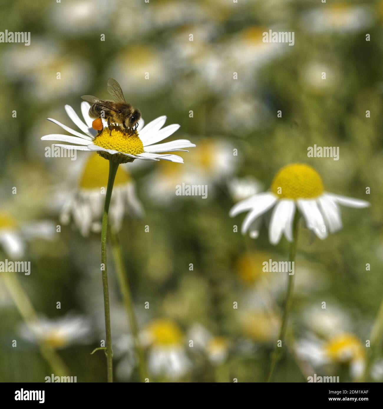 A selective focus shot of a bee sitting on a beautiful daisy flower ...
