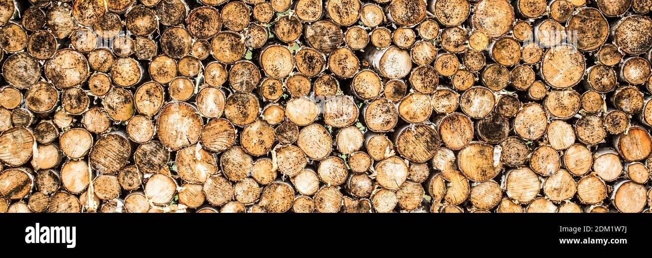 Tree stumps background. Pieces of teak wood stump background. Round ...