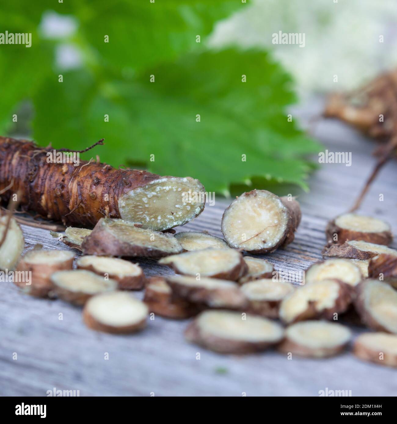 Peucedanum hi-res stock photography and images - Alamy