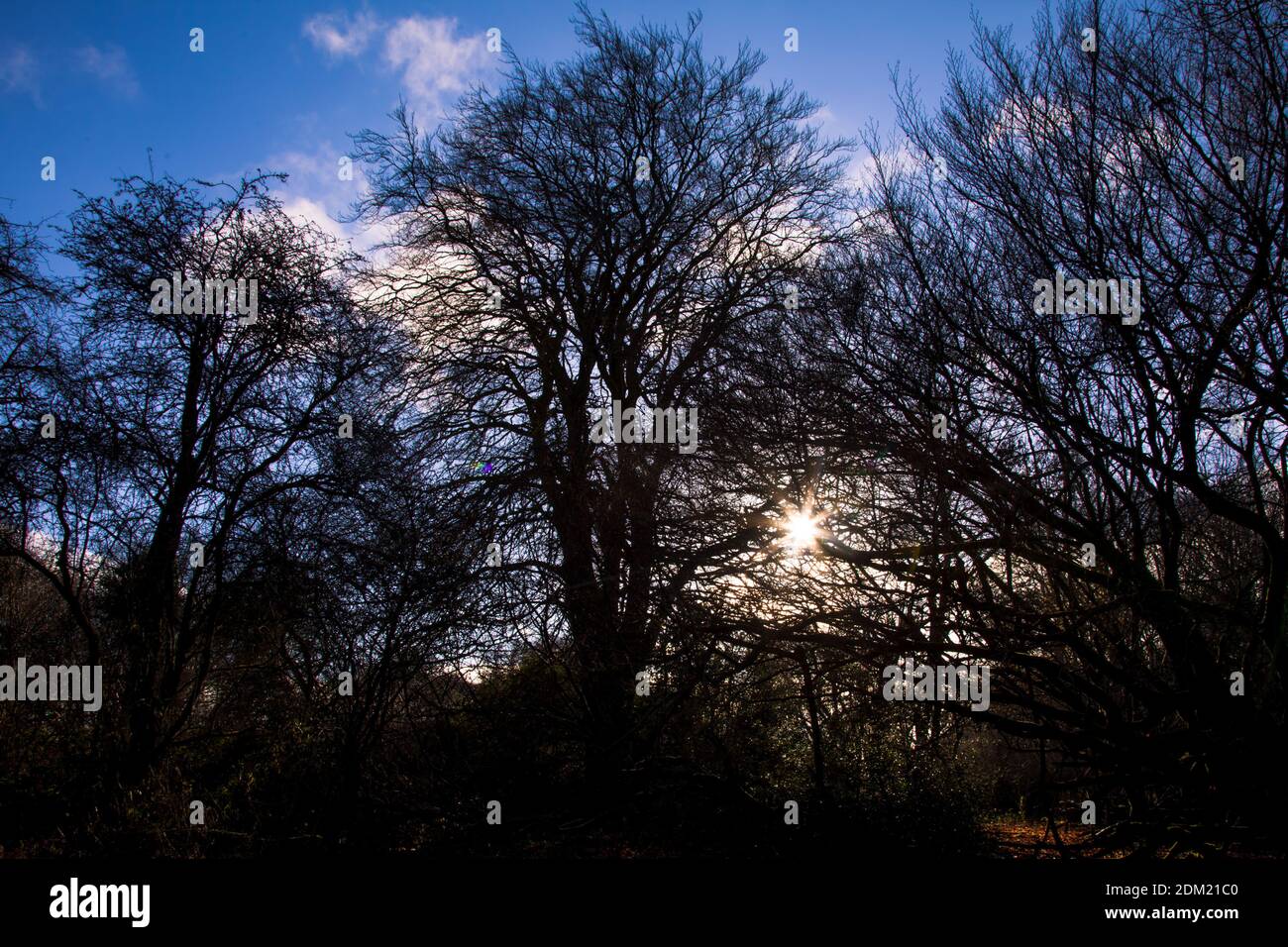 Sunburst through trees National Trust Selborne Common in Autumn ...
